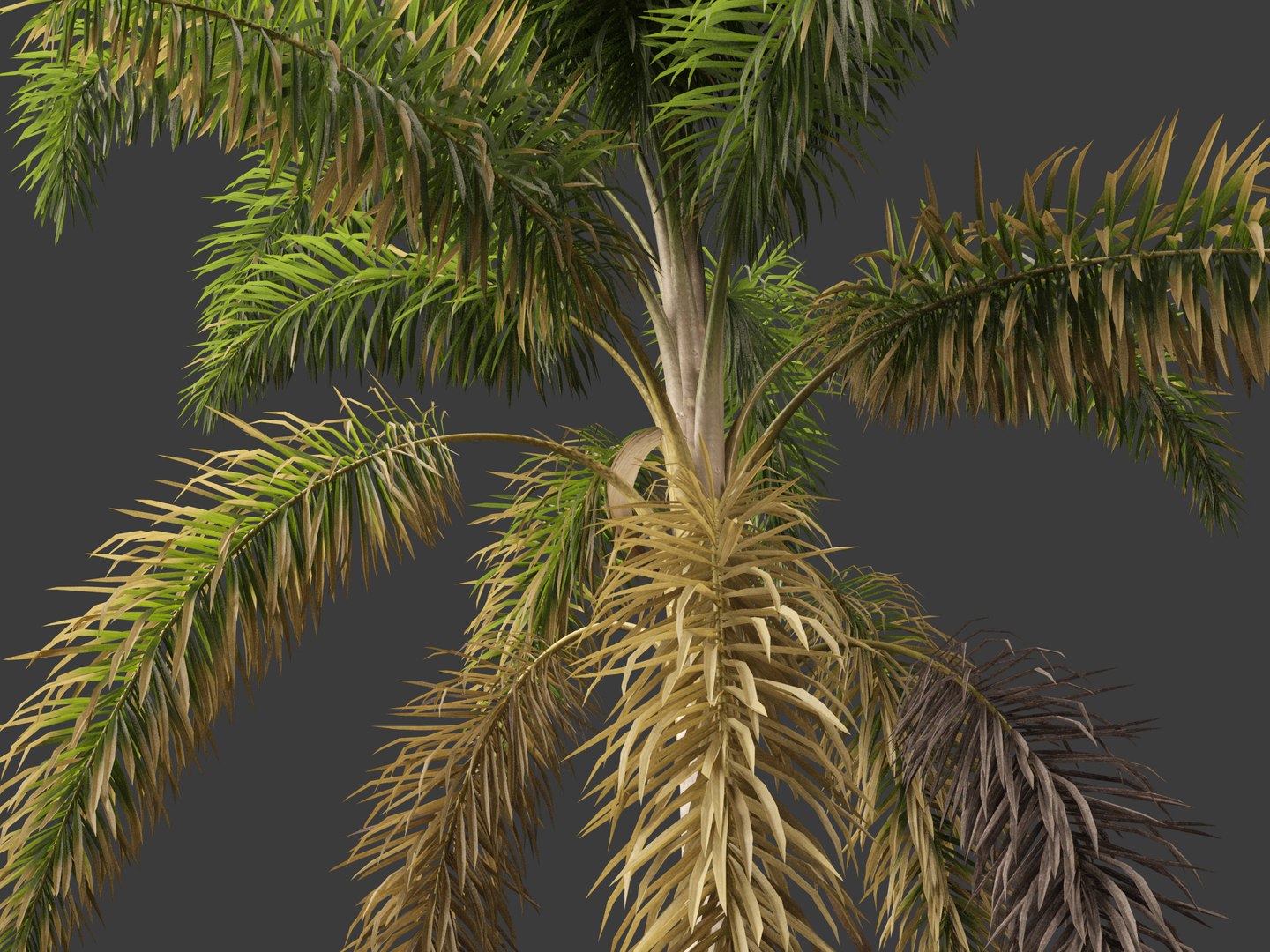Syagrus Sancona - Columbian Foxtail Palm 01 3D Model - TurboSquid 2123600