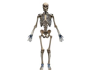Download 3D Human Skeleton STL Models - TurboSquid