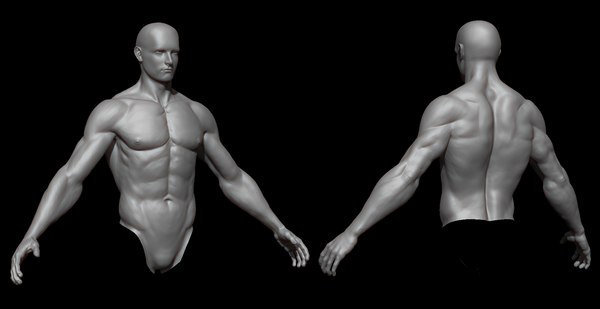 3d male anatomy model