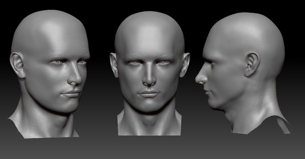3d male anatomy model