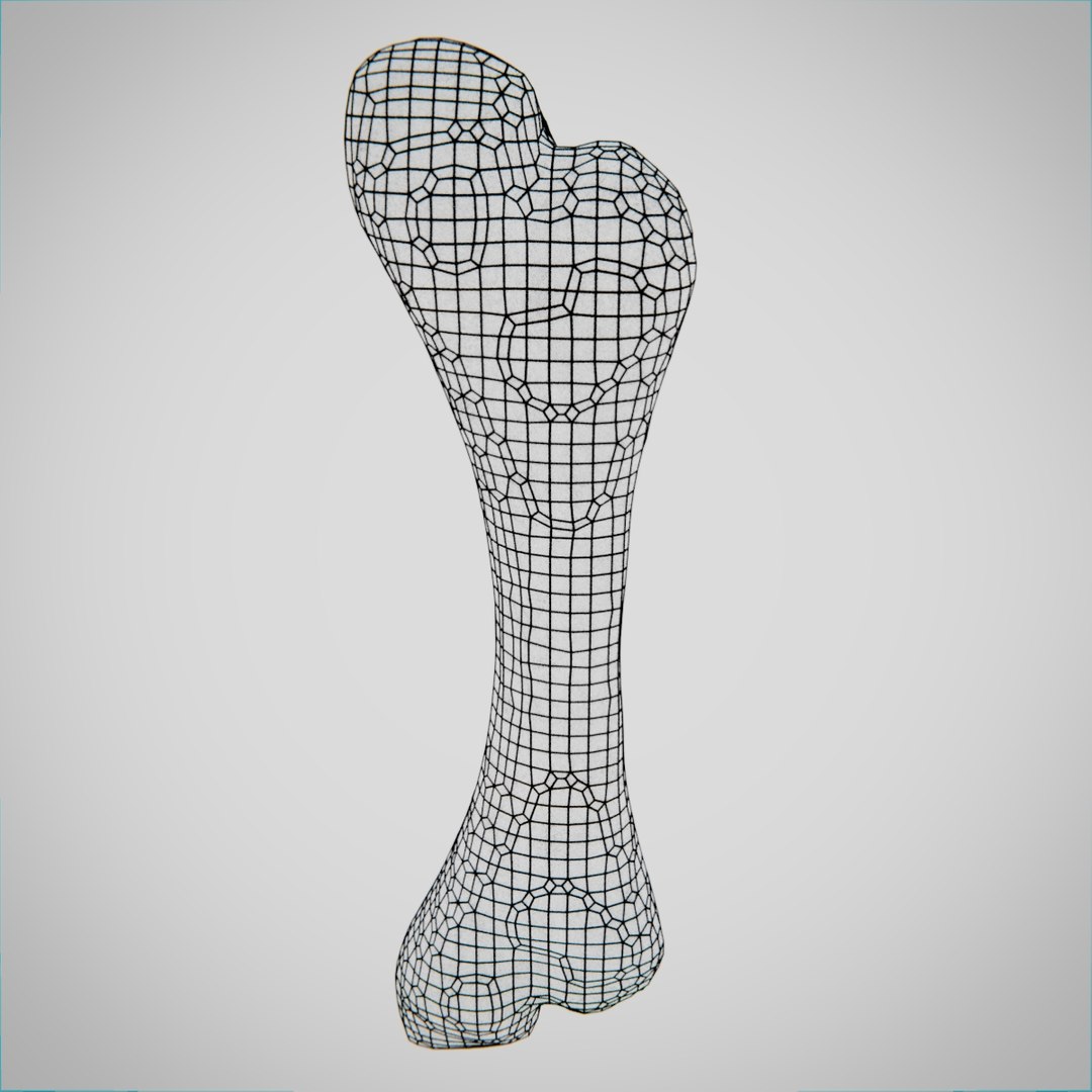 Bone Anatomy Science 3D Model - TurboSquid 1283008