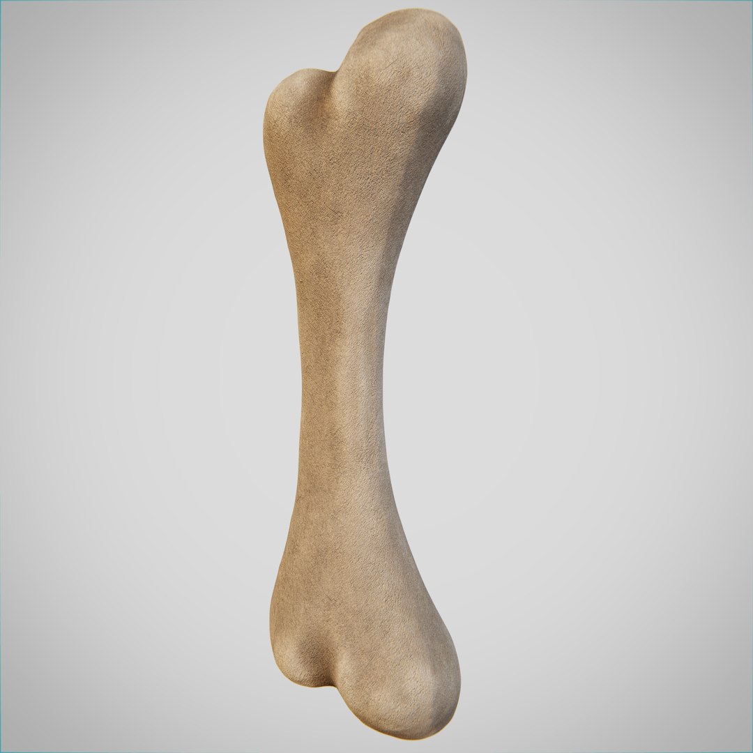 Bone Anatomy Science 3D Model - TurboSquid 1283008