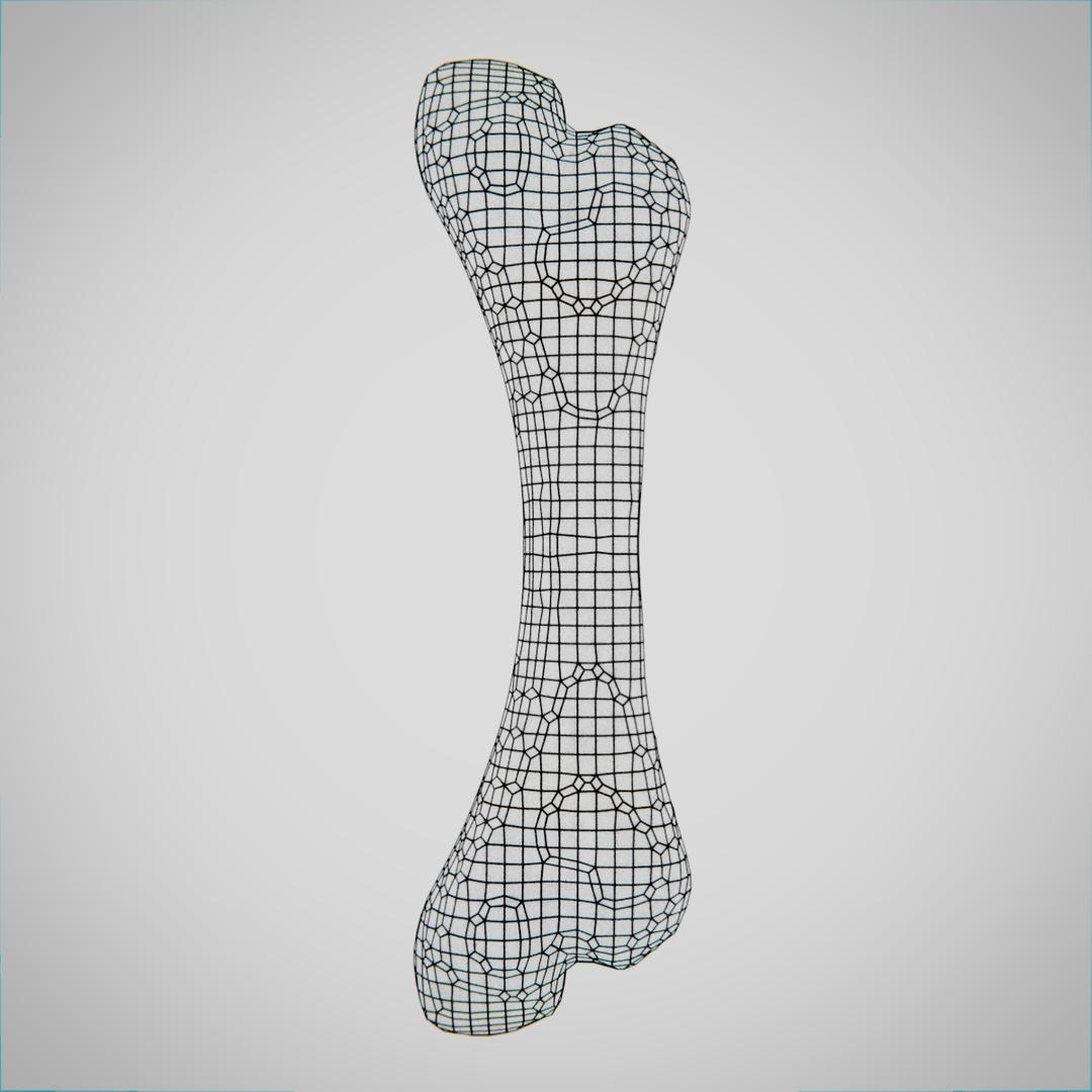 Bone Anatomy Science 3D Model - TurboSquid 1283008