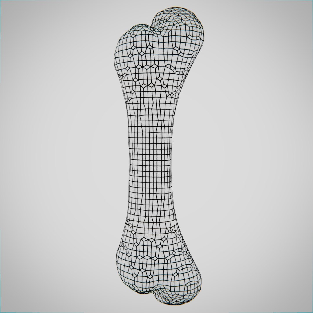 Bone Anatomy Science 3D Model - TurboSquid 1283008