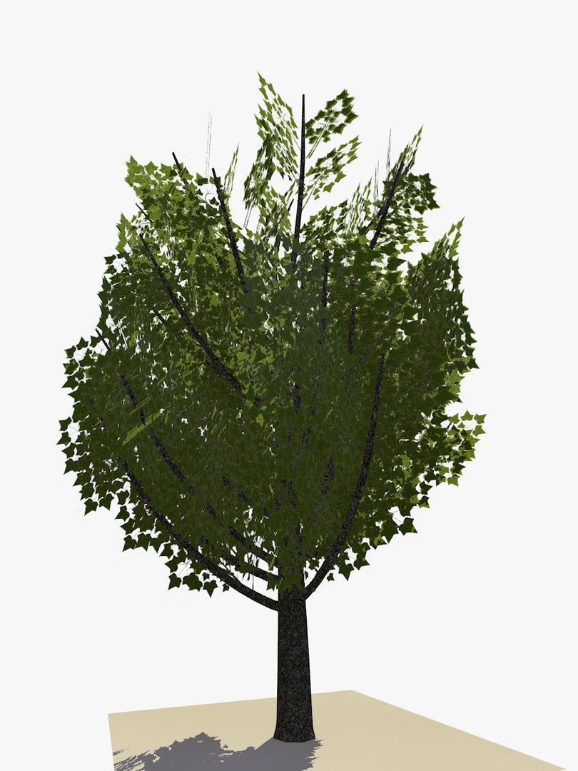 3d Model Tree Animations