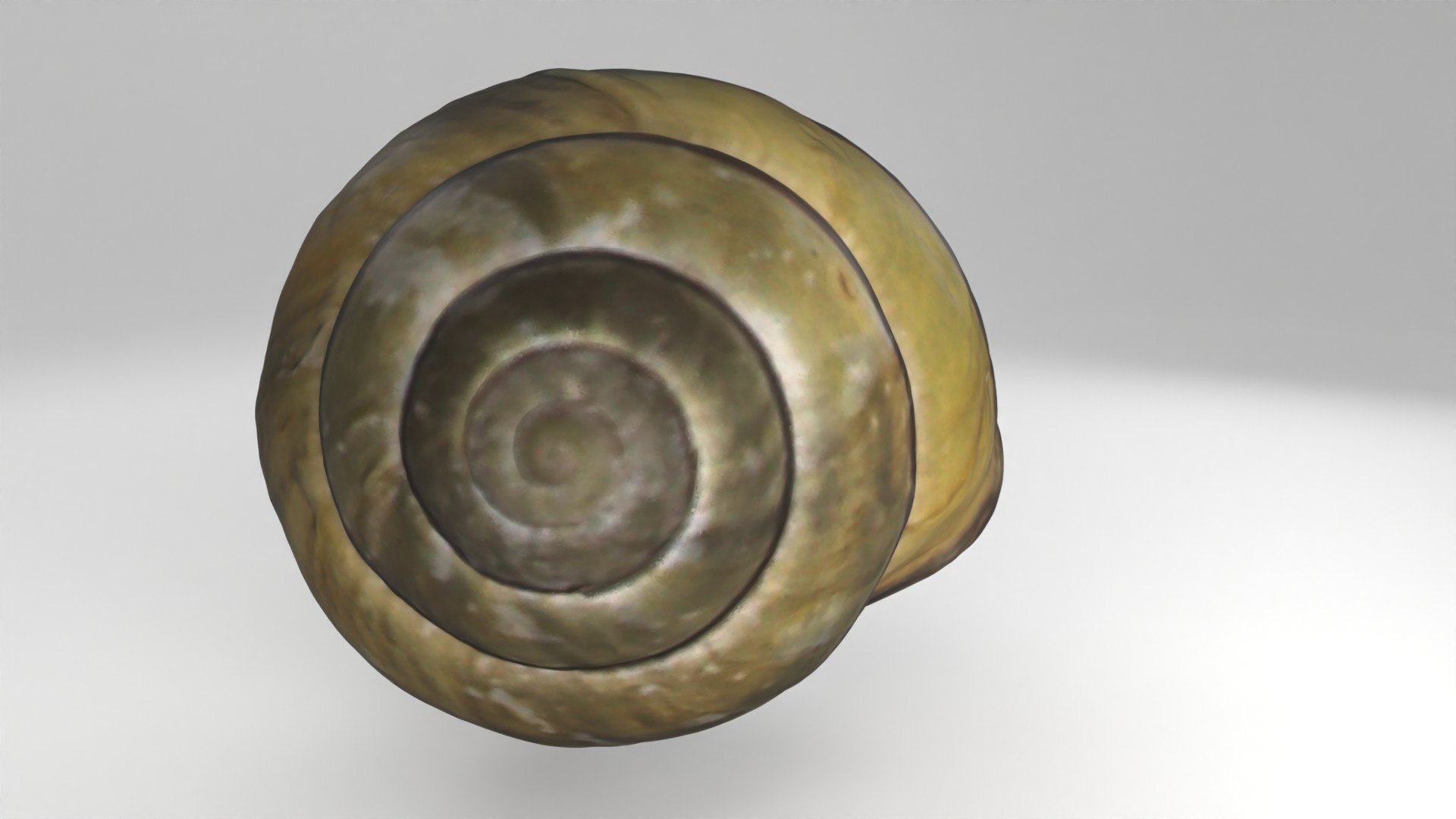 Snail Shell 3D - TurboSquid 2146336