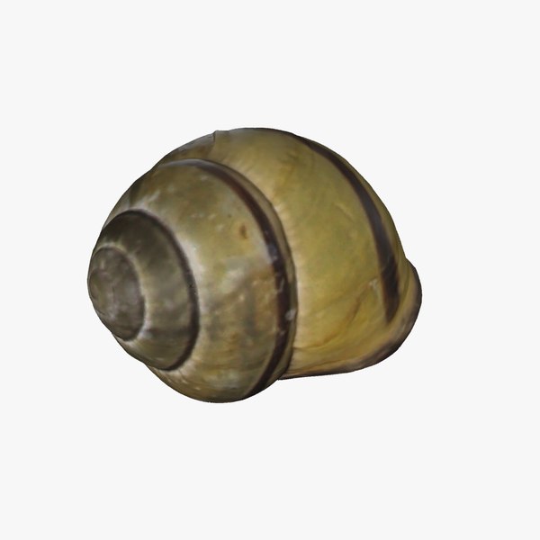 modelo 3d Caparazón de caracol - TurboSquid 2146336