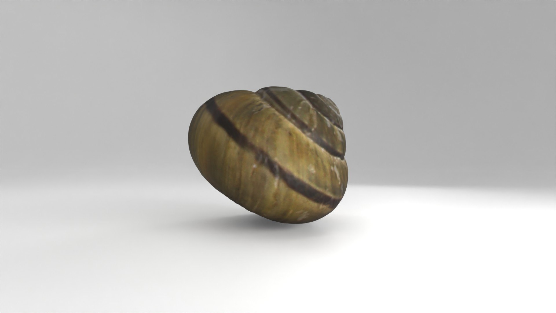 Snail Shell 3D - TurboSquid 2146336