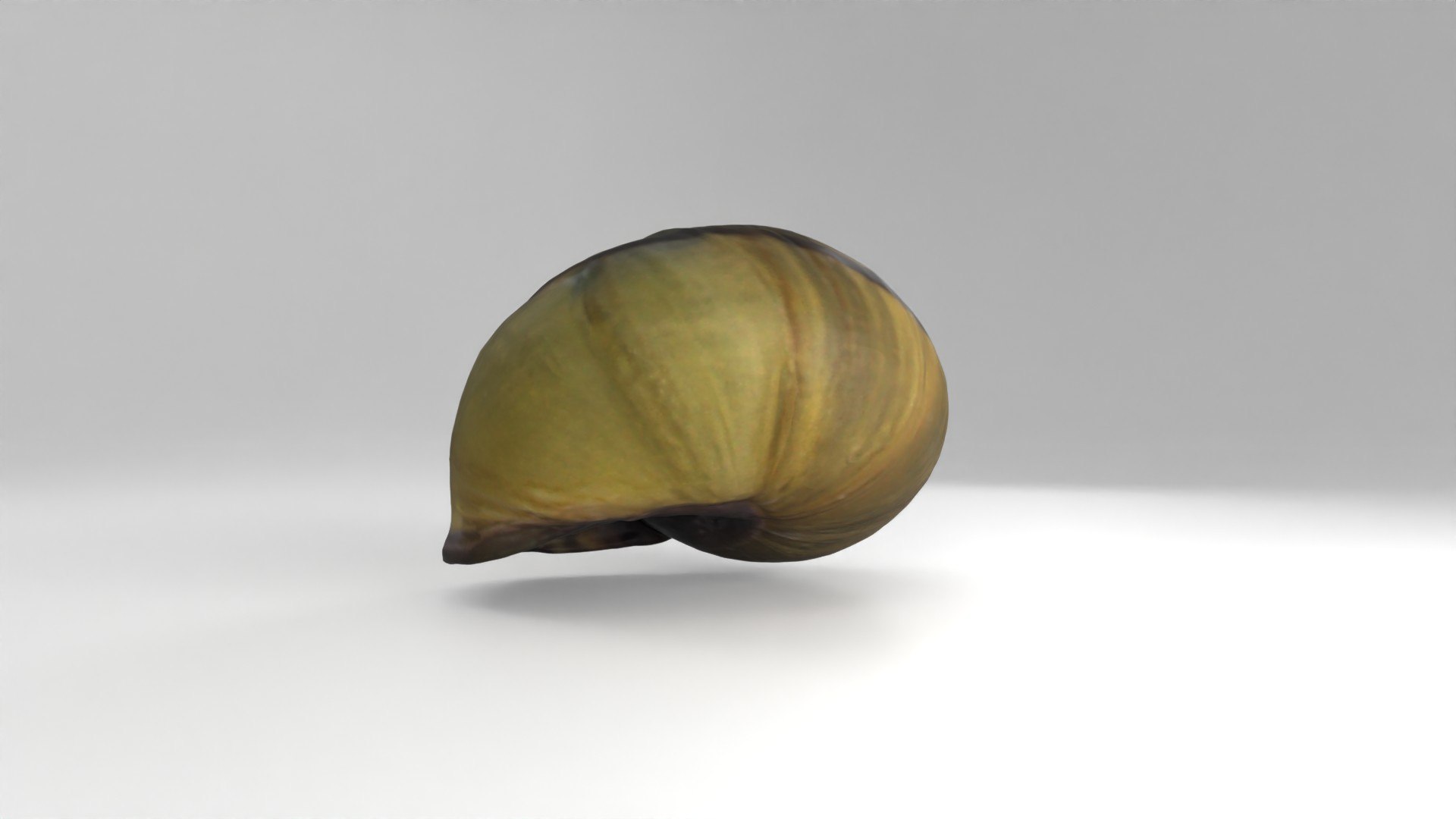 Snail Shell 3D - TurboSquid 2146336