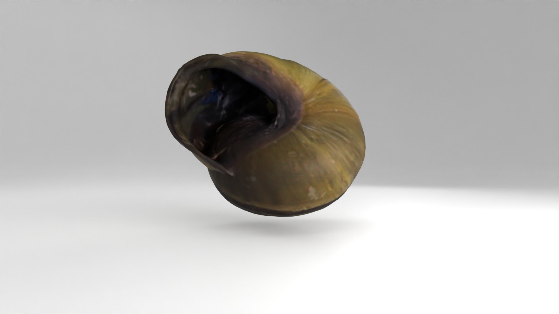 Snail Shell 3D - TurboSquid 2146336