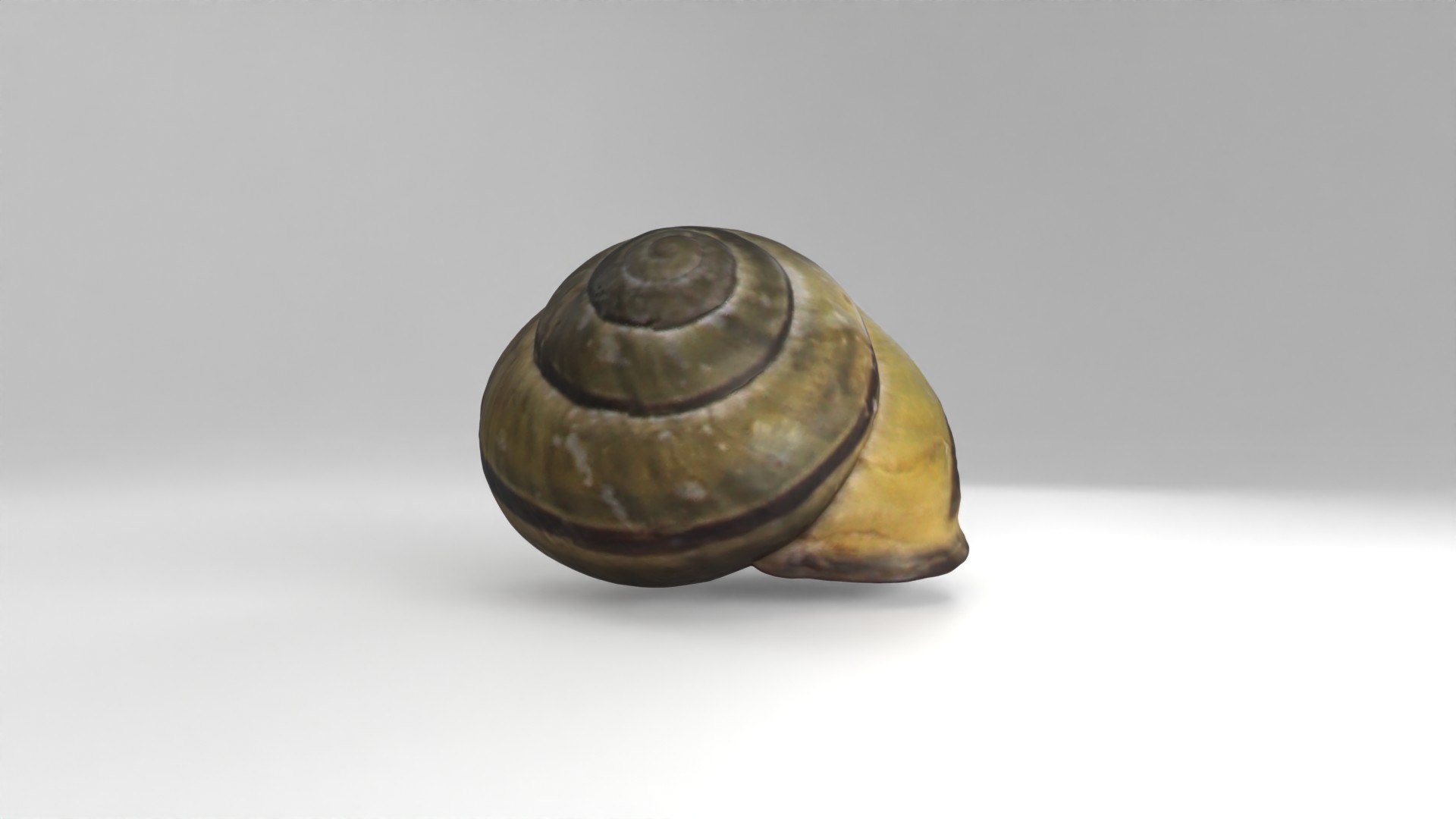 Snail Shell 3D - TurboSquid 2146336