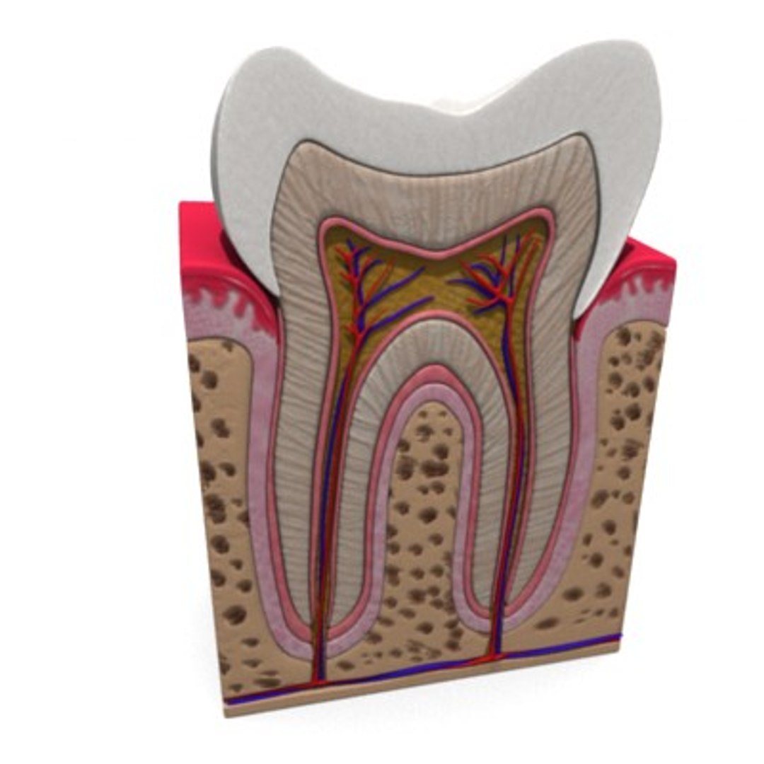 Teeth Anatomy 3d Model