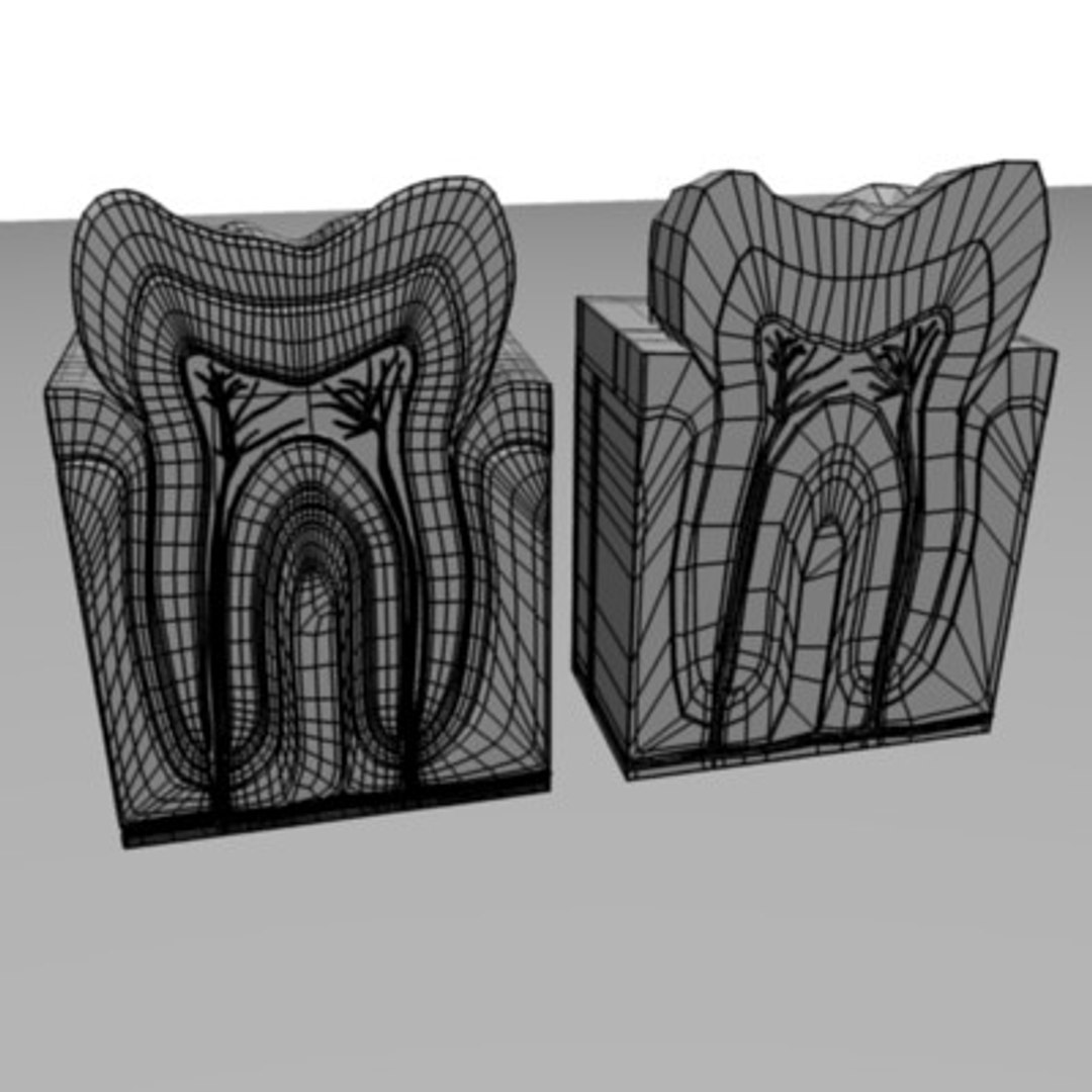 Teeth Anatomy 3d Model