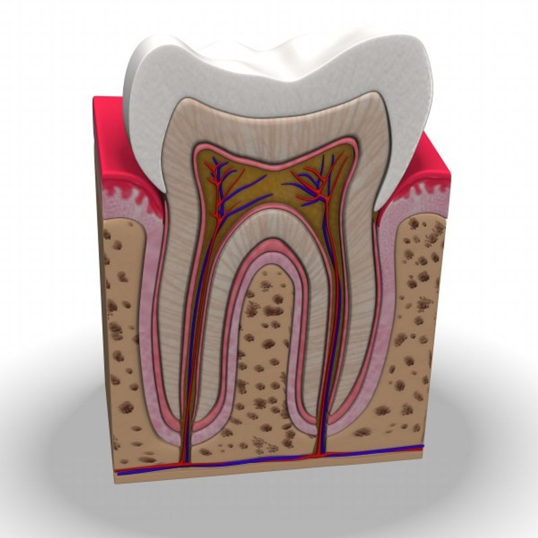 Teeth Anatomy 3d Model