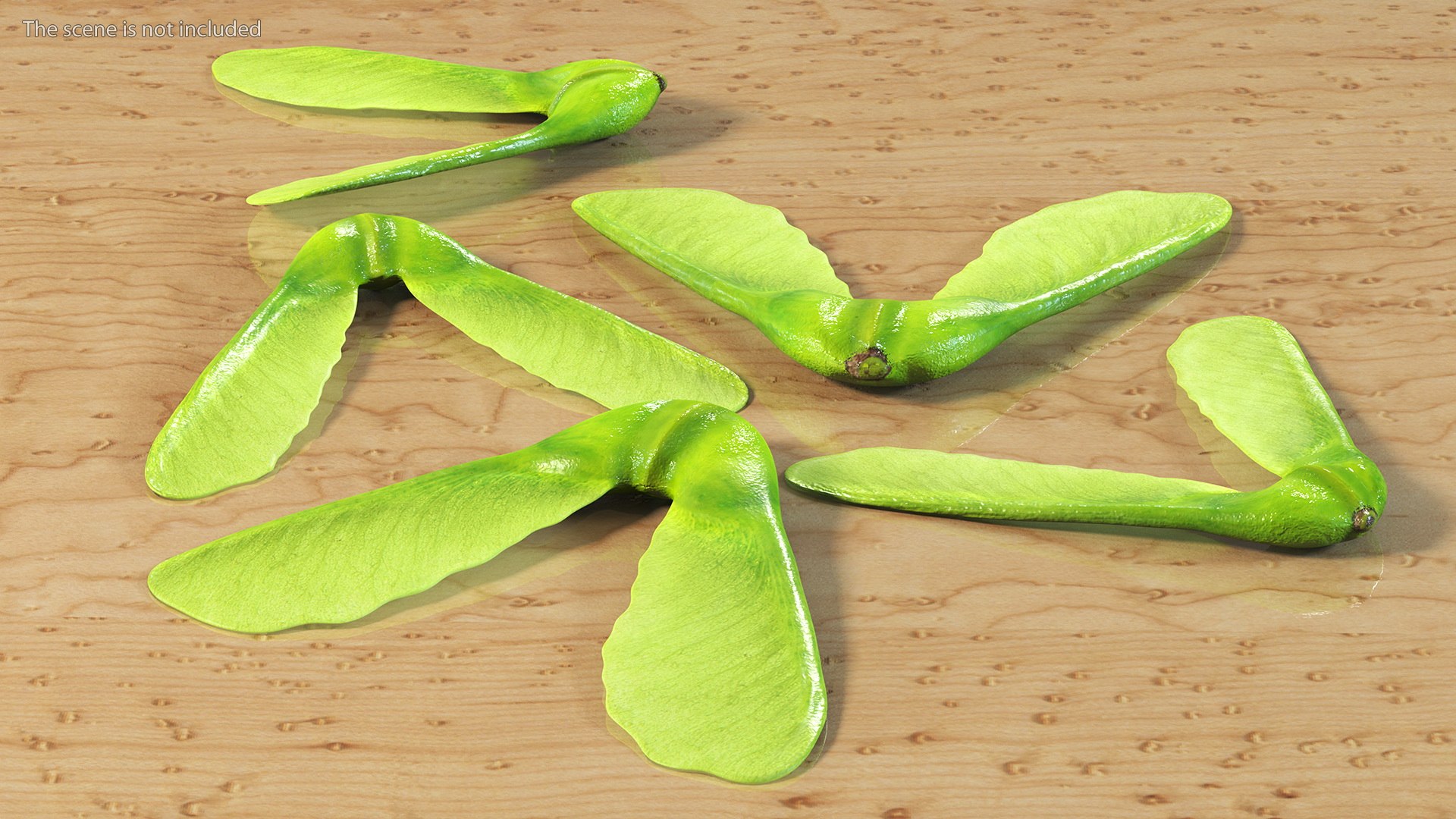Green Maple Seeds 3D Model - TurboSquid 1838652