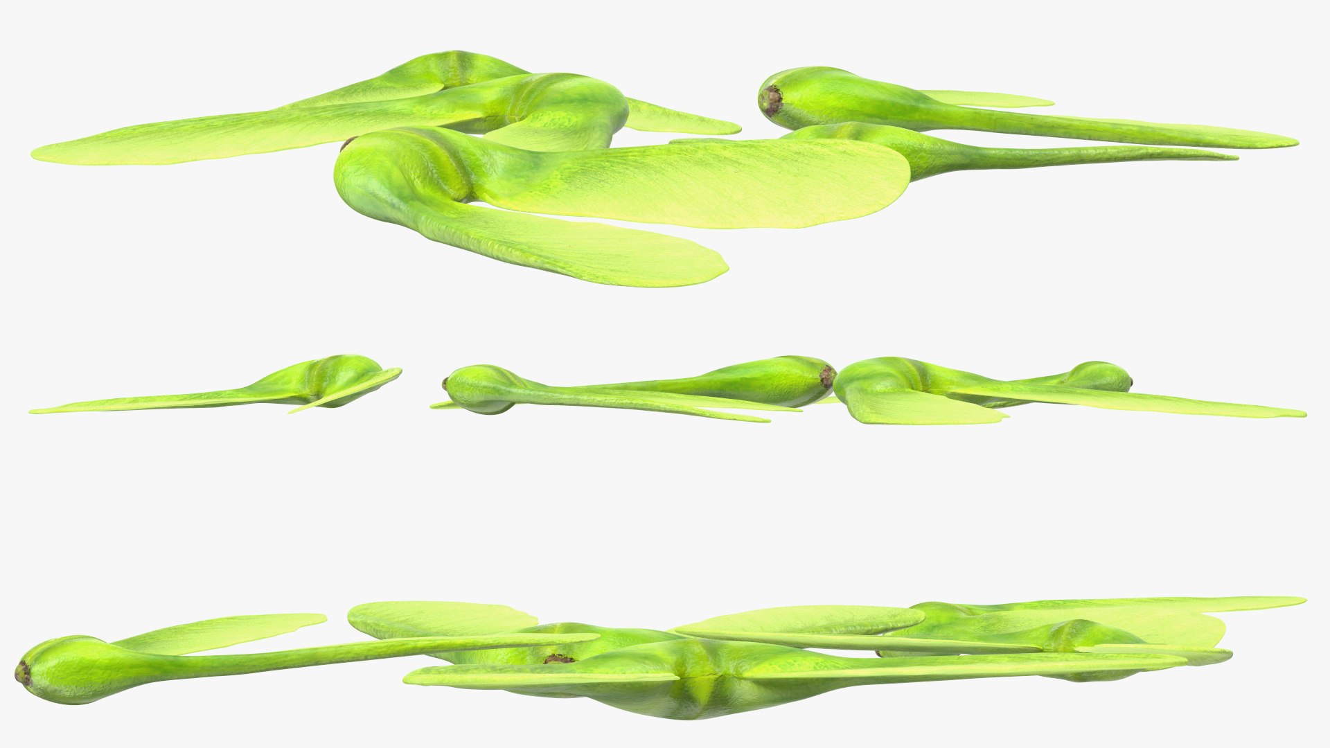 Green Maple Seeds 3D Model - TurboSquid 1838652