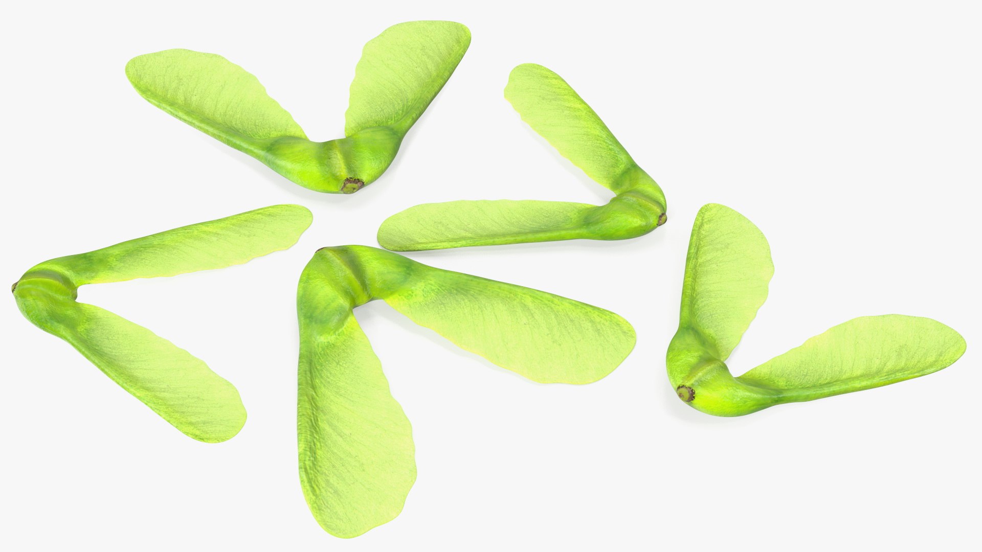 Green Maple Seeds 3D Model - TurboSquid 1838652