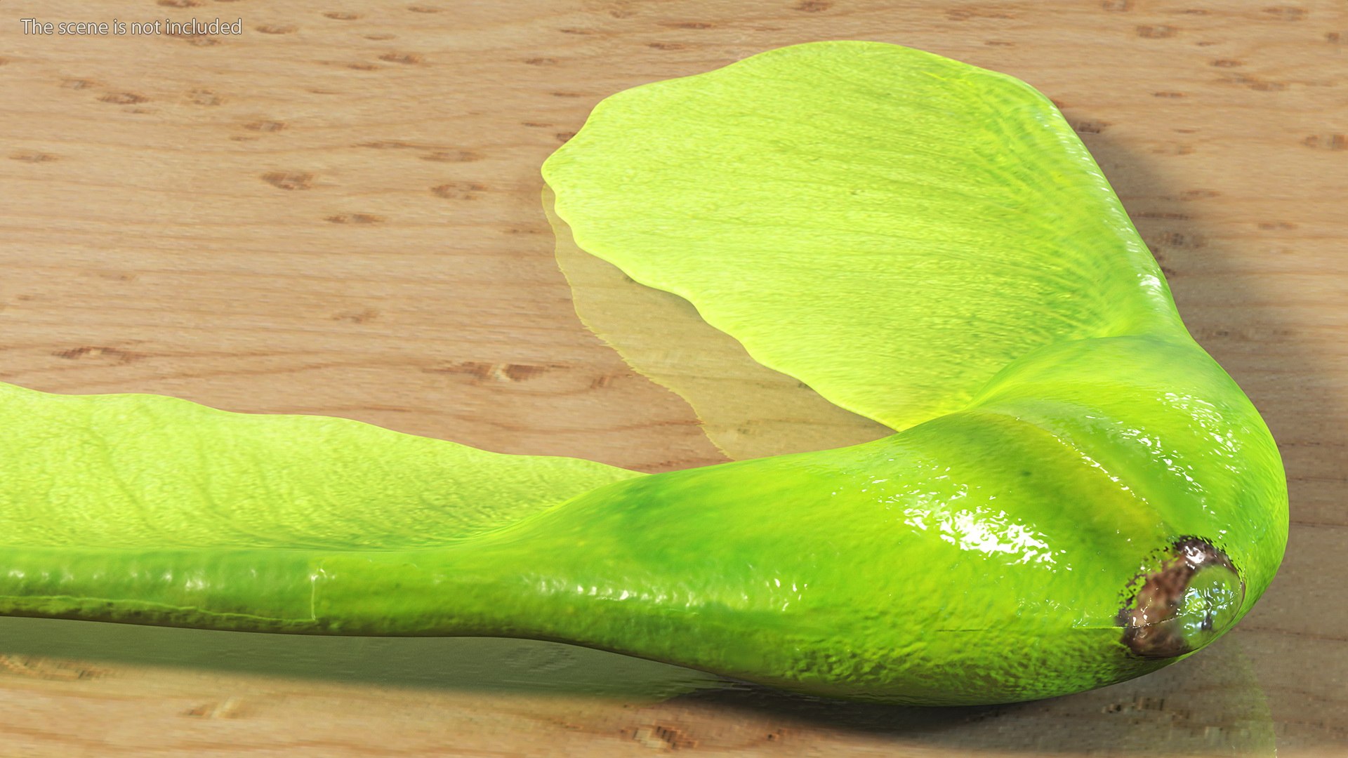Green Maple Seeds 3D Model - TurboSquid 1838652