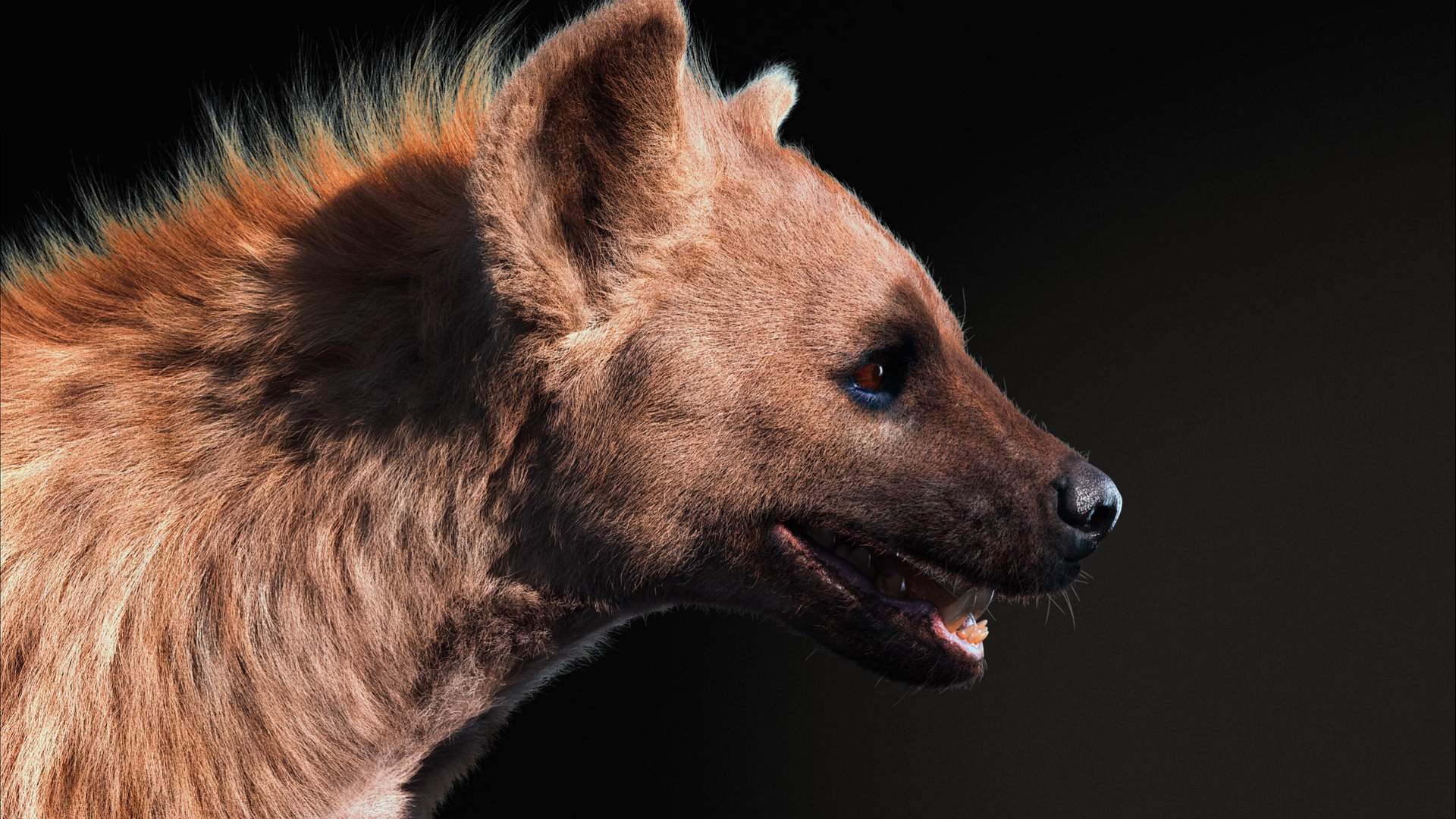 3D Hyena RIG Maya 2023 Xgen-core - TurboSquid 2348693