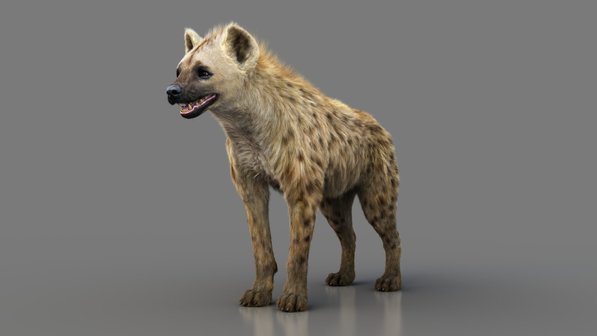 3D Hyena RIG Maya 2023 Xgen-core - TurboSquid 2348693