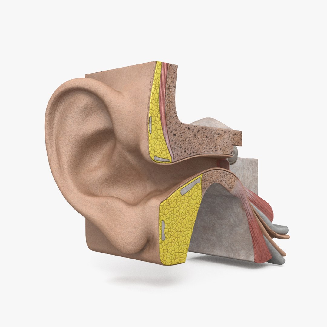 modelo 3d oído humano - TurboSquid 2094696