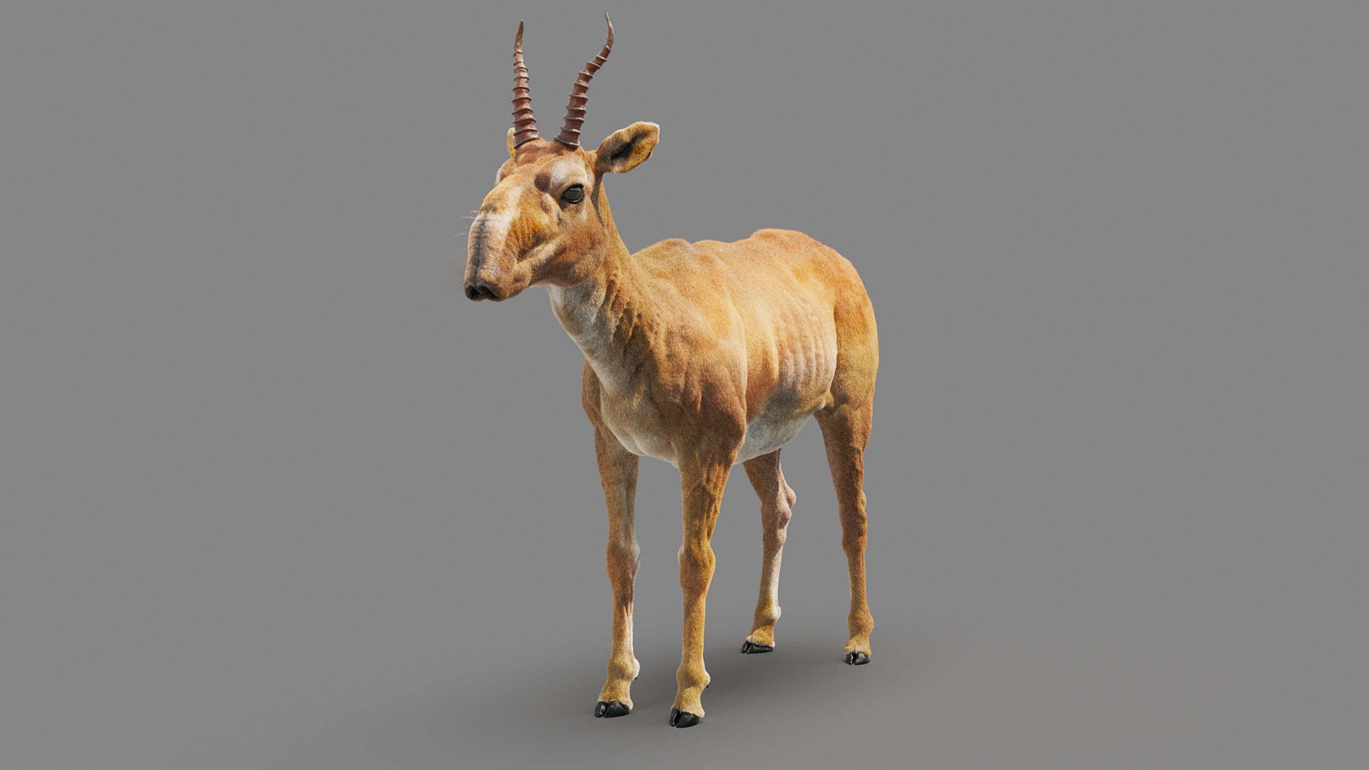3D Model Saiga Antelope - TurboSquid 1673794