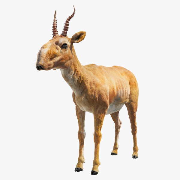 사이가 영양 3D 모델 - TurboSquid 1673794