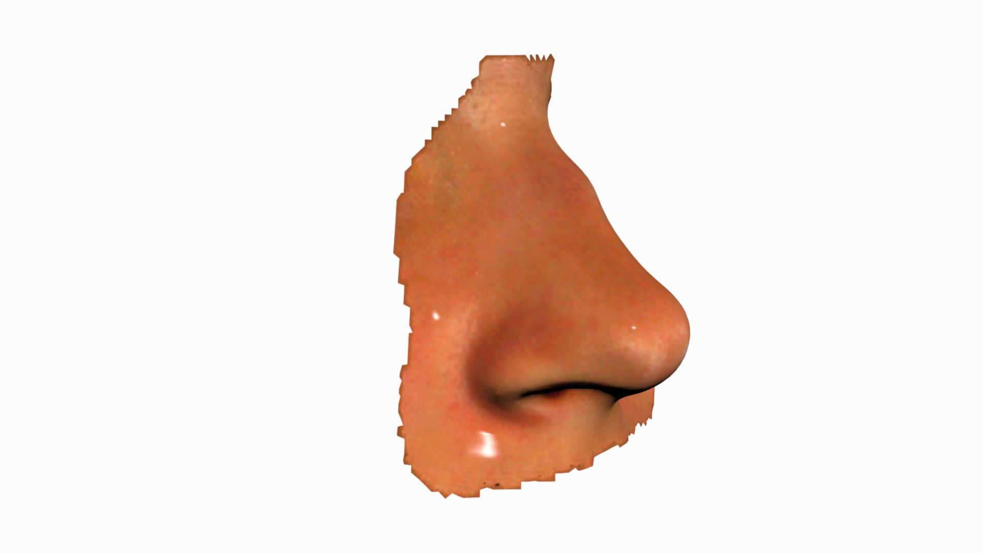 Nose Scan High Quality 3D Model - TurboSquid 1756798