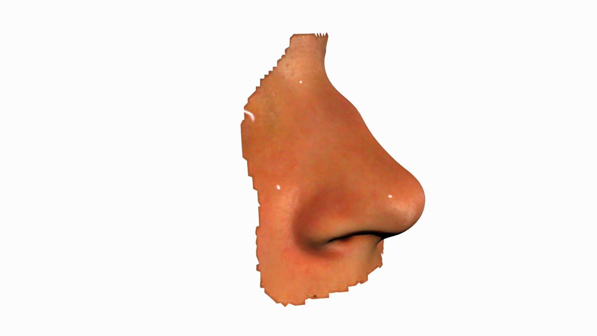 Nose Scan High Quality 3D Model - TurboSquid 1756798