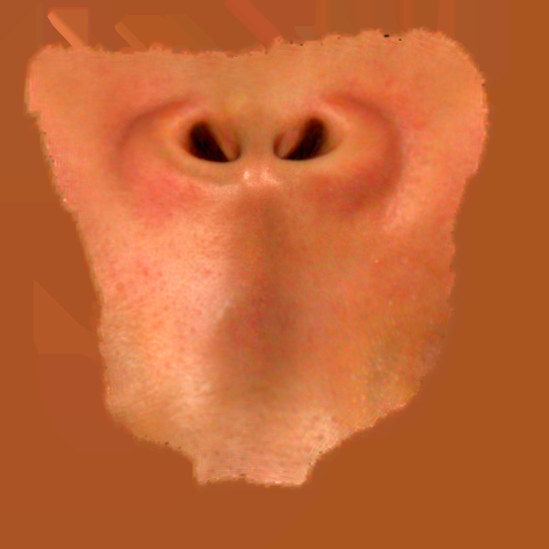Nose Scan High Quality 3D Model - TurboSquid 1756798