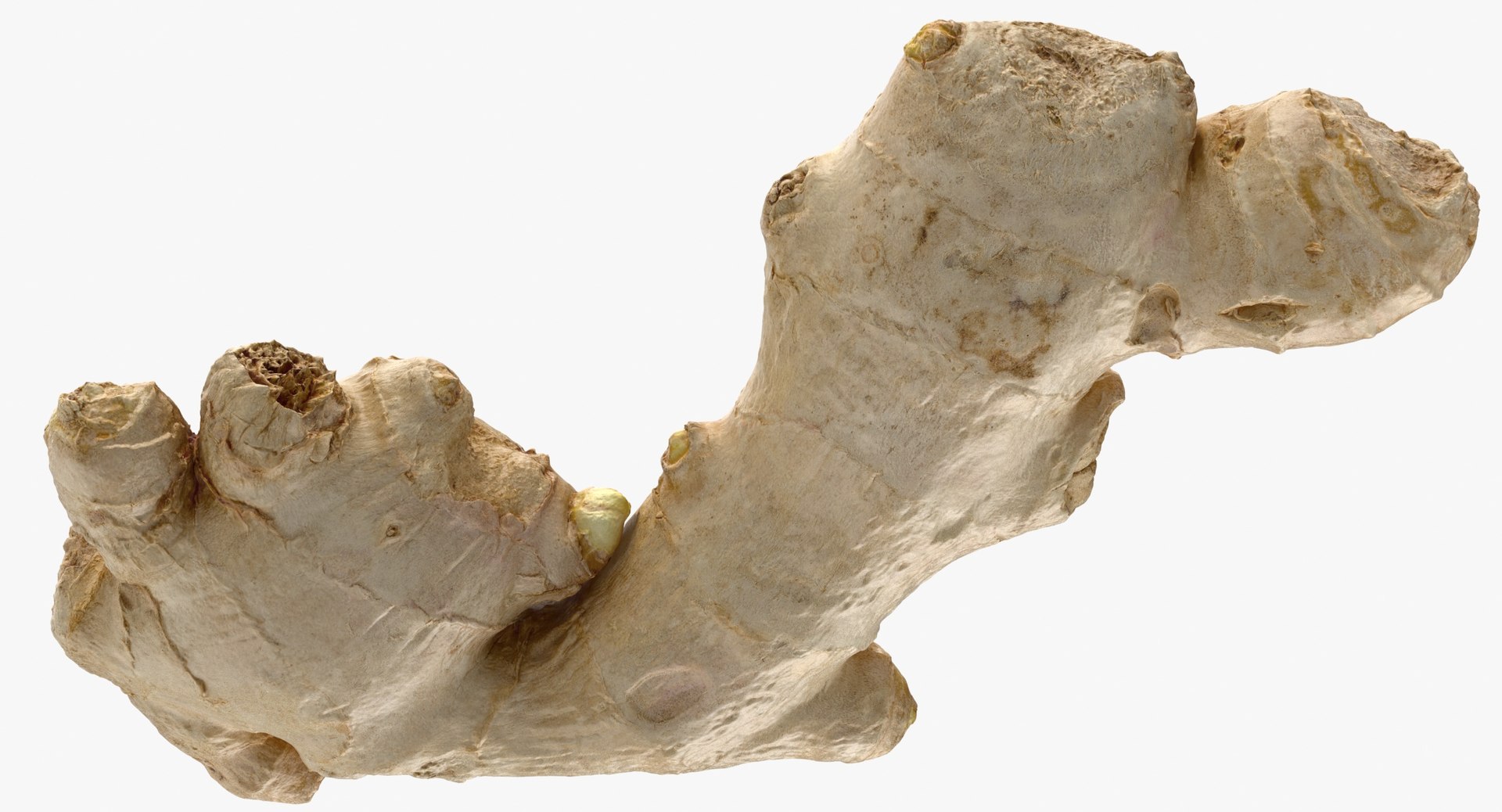 3D ginger root 04 - TurboSquid 1502768