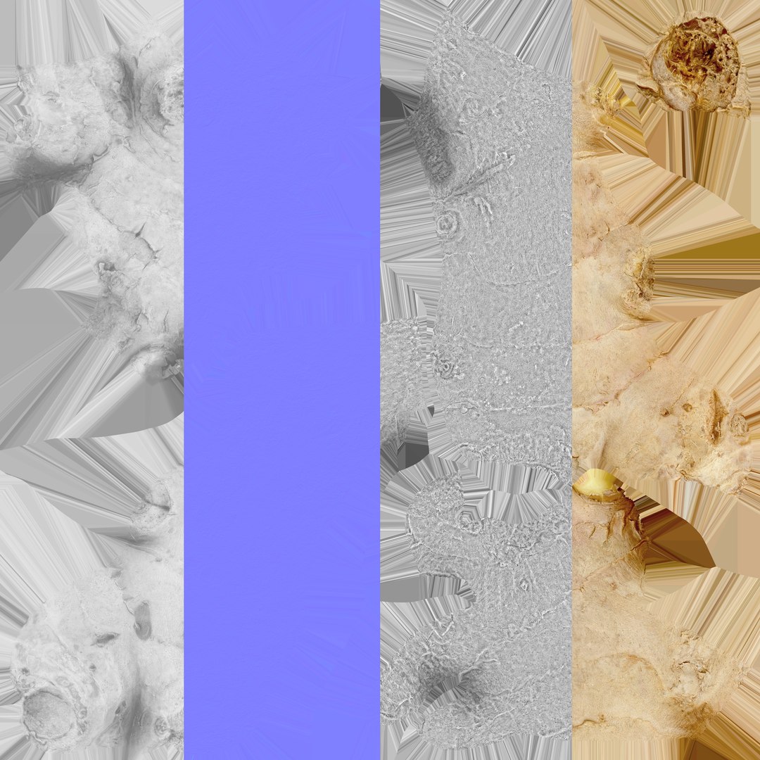 3D ginger root 04 - TurboSquid 1502768