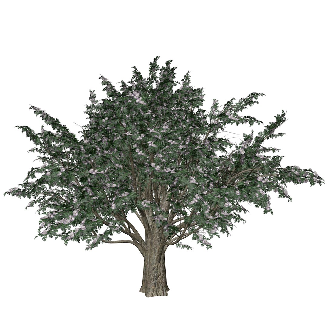 Common Hawthorne Tree Collection Model - TurboSquid 2378074