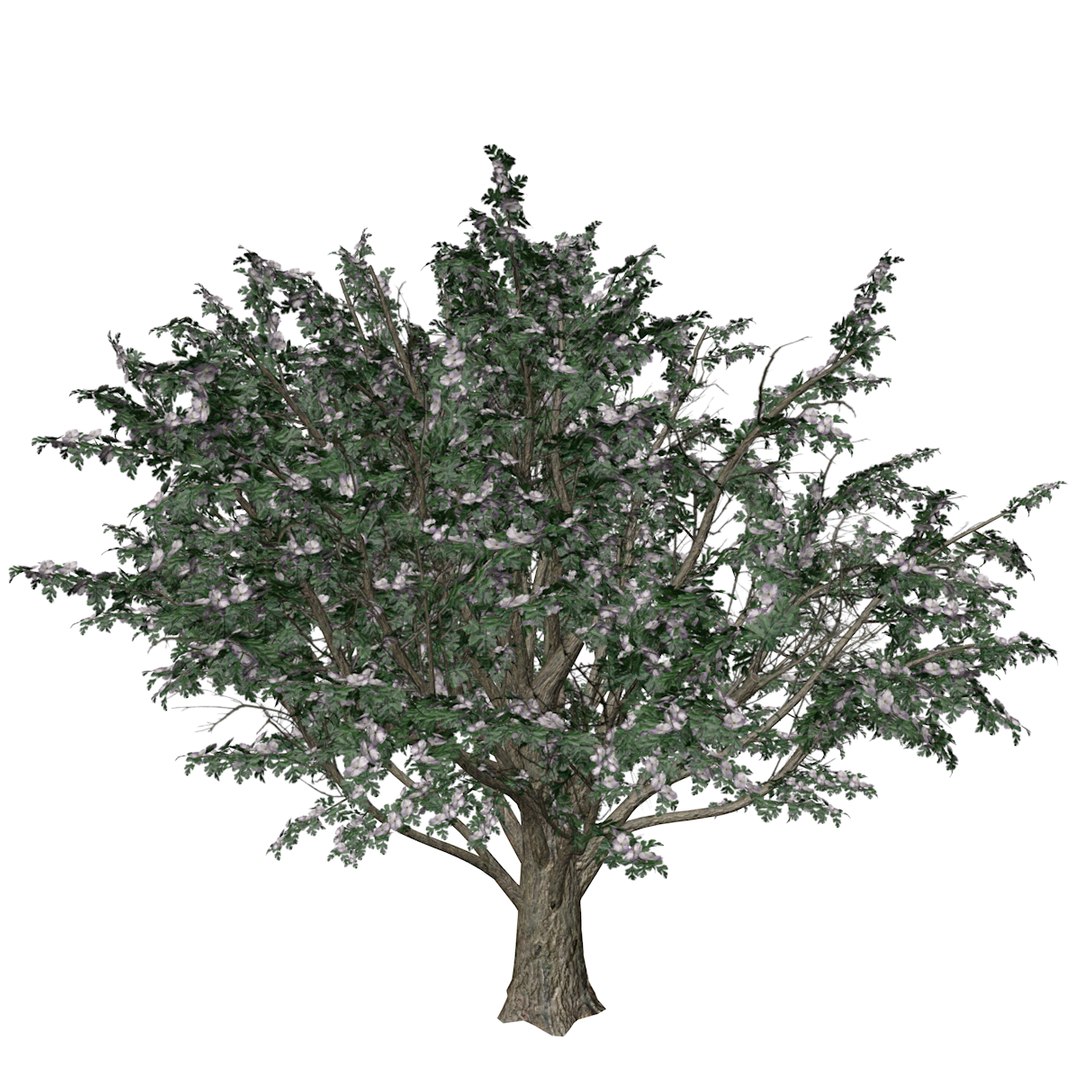 Common Hawthorne Tree Collection Model - TurboSquid 2378074