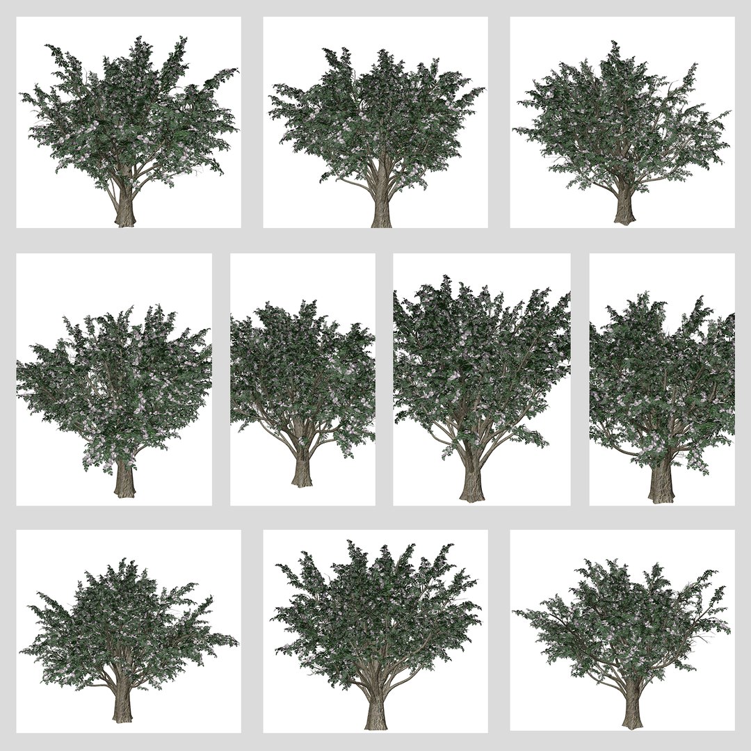Common Hawthorne Tree Collection Model - TurboSquid 2378074