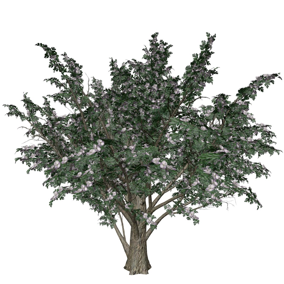 Common Hawthorne Tree Collection Model - TurboSquid 2378074