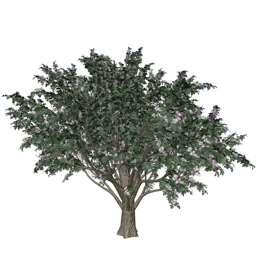 Common Hawthorne Tree Collection Model - TurboSquid 2378074