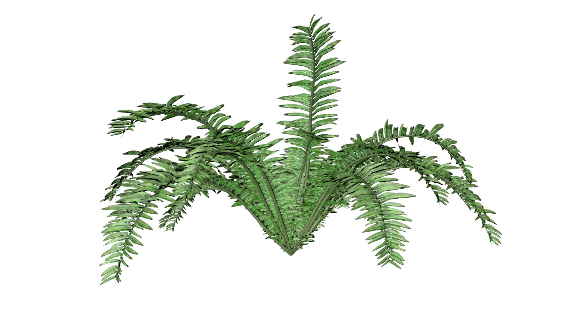 Boston Fern Plant - 08 - 3D Model - TurboSquid 2372565