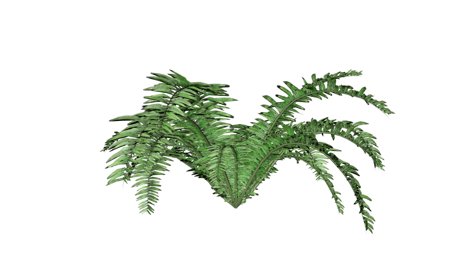 Boston Fern Plant - 08 - 3D Model - TurboSquid 2372565