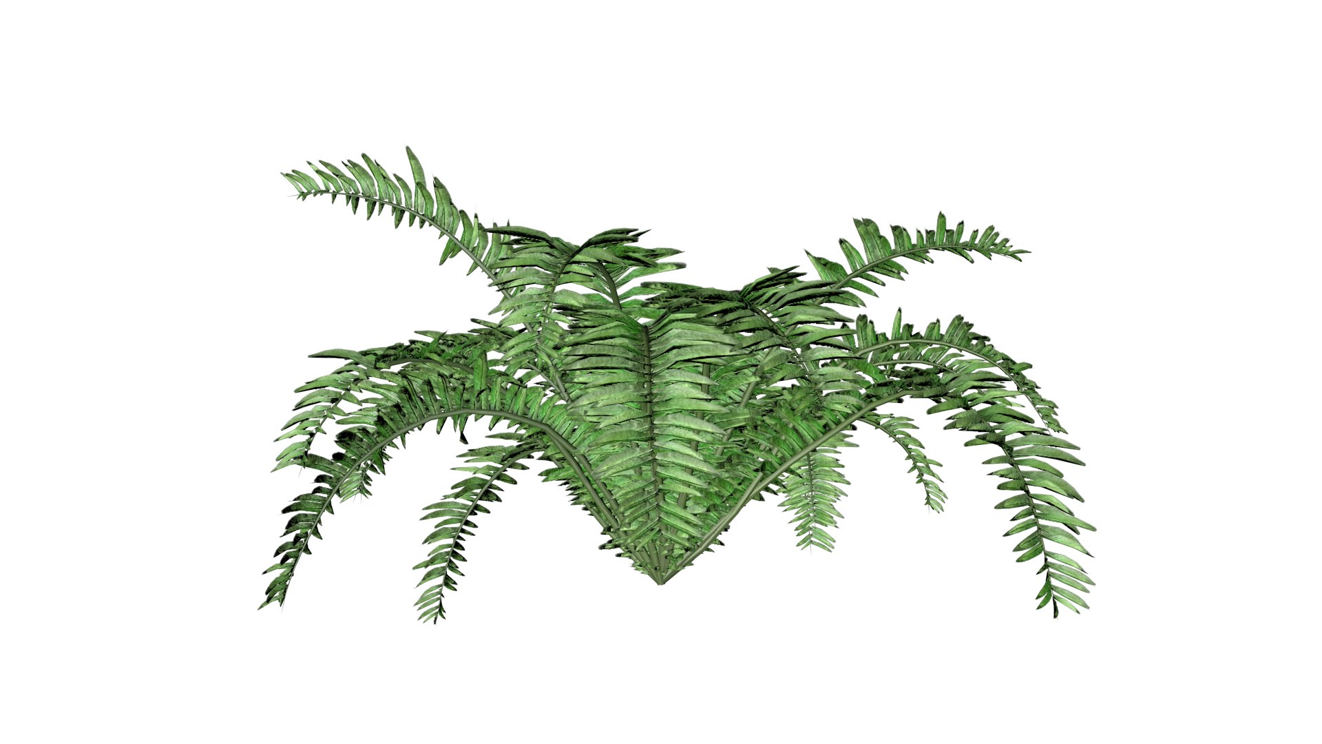 Boston Fern Plant - 08 - 3D Model - TurboSquid 2372565