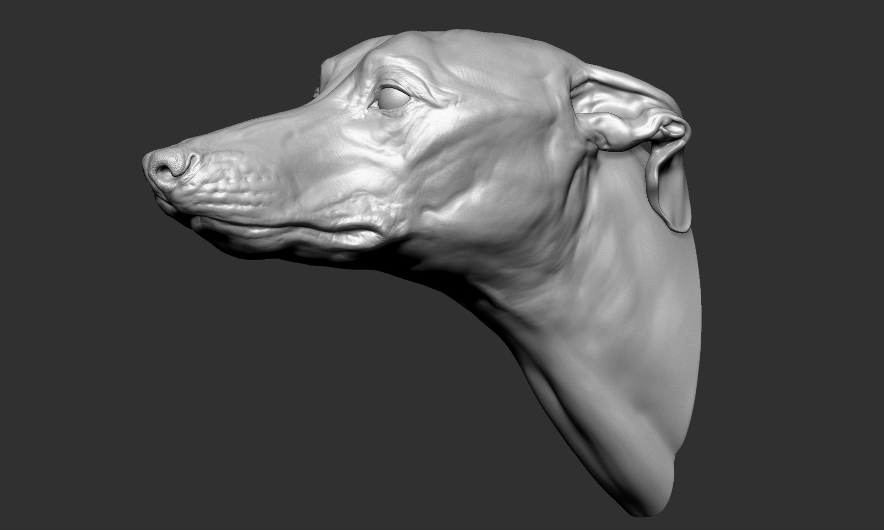 Greyhound head model - TurboSquid 1459620