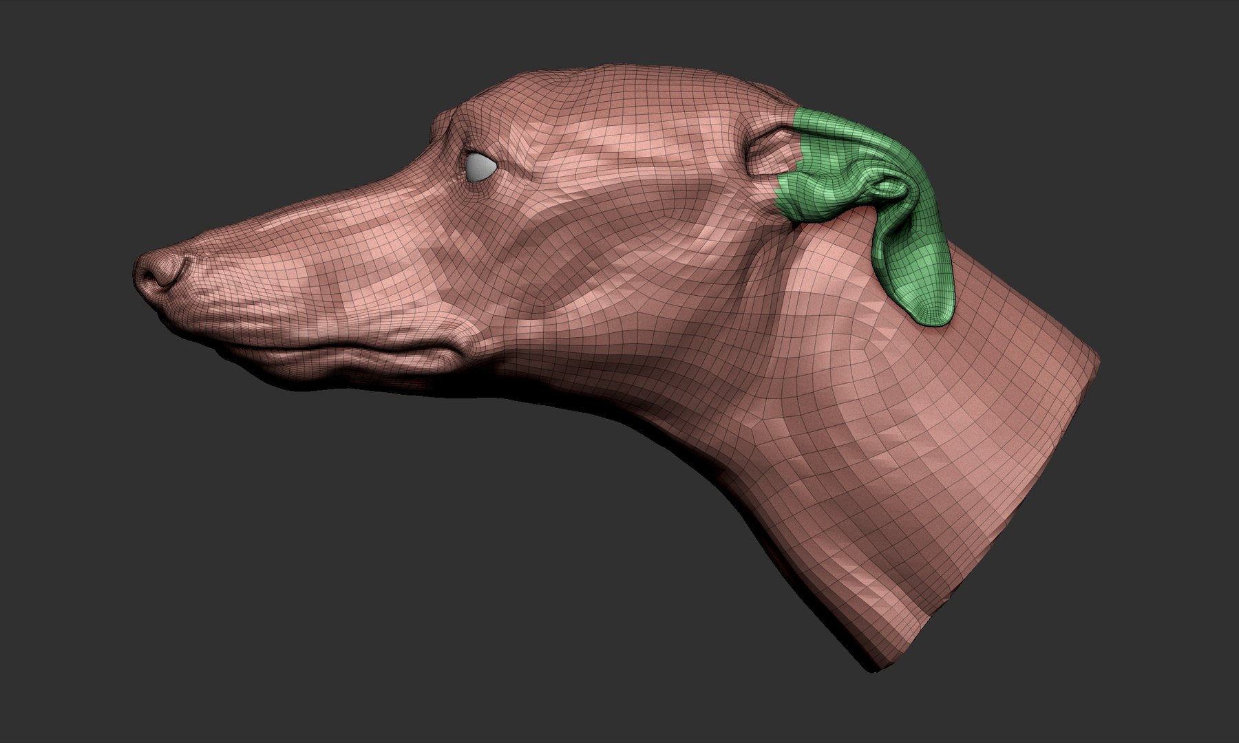 Greyhound Head Model - TurboSquid 1459620