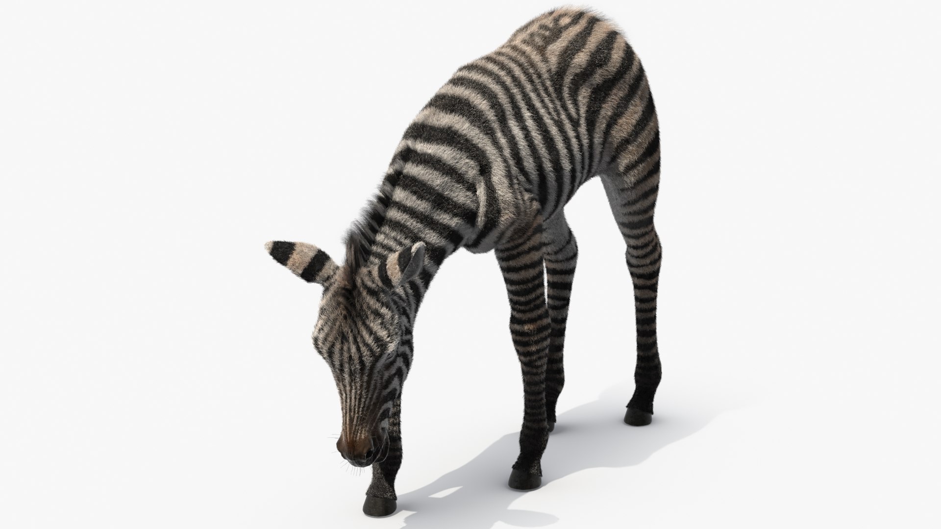 3D Young Zebra Eating Fur Model - TurboSquid 2366282