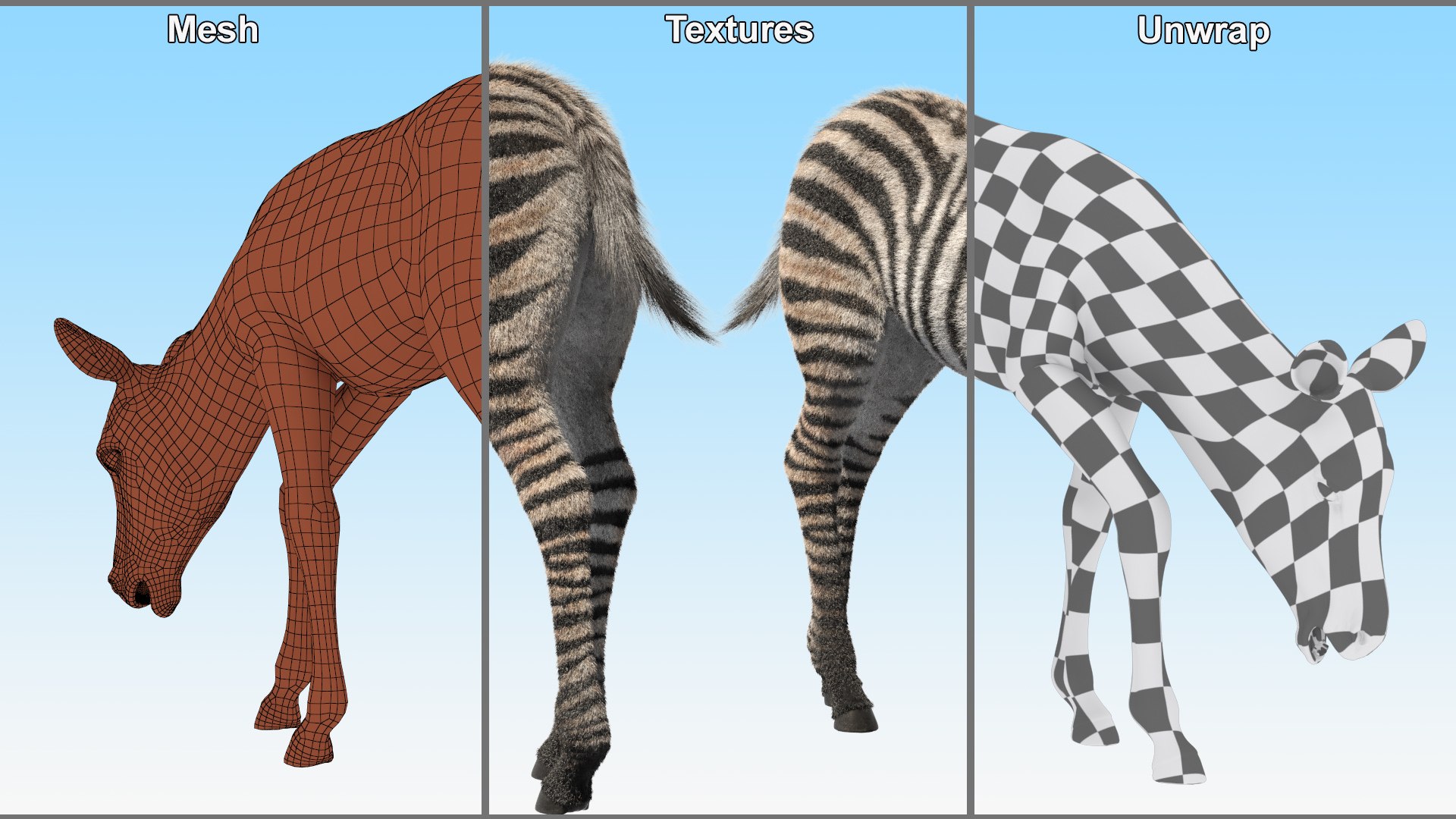 3D Young Zebra Eating Fur Model - TurboSquid 2366282
