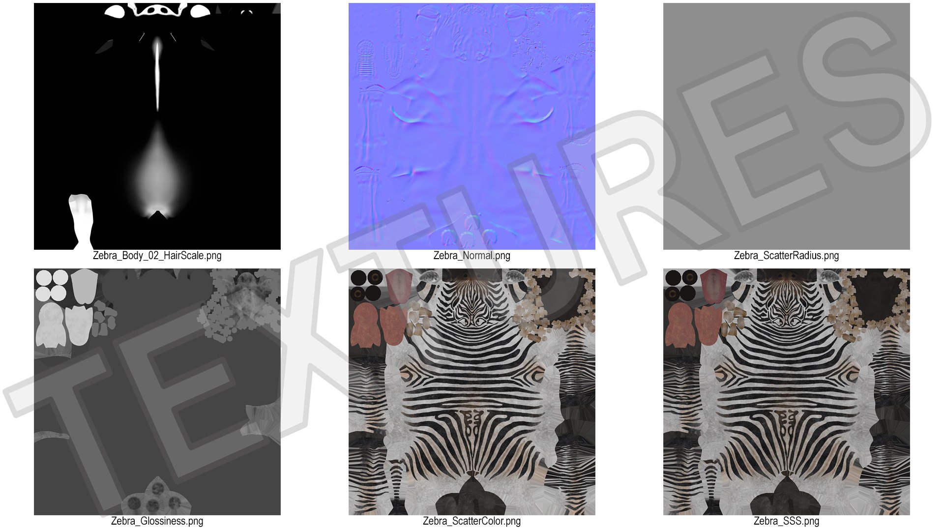 3D Young Zebra Eating Fur Model - TurboSquid 2366282