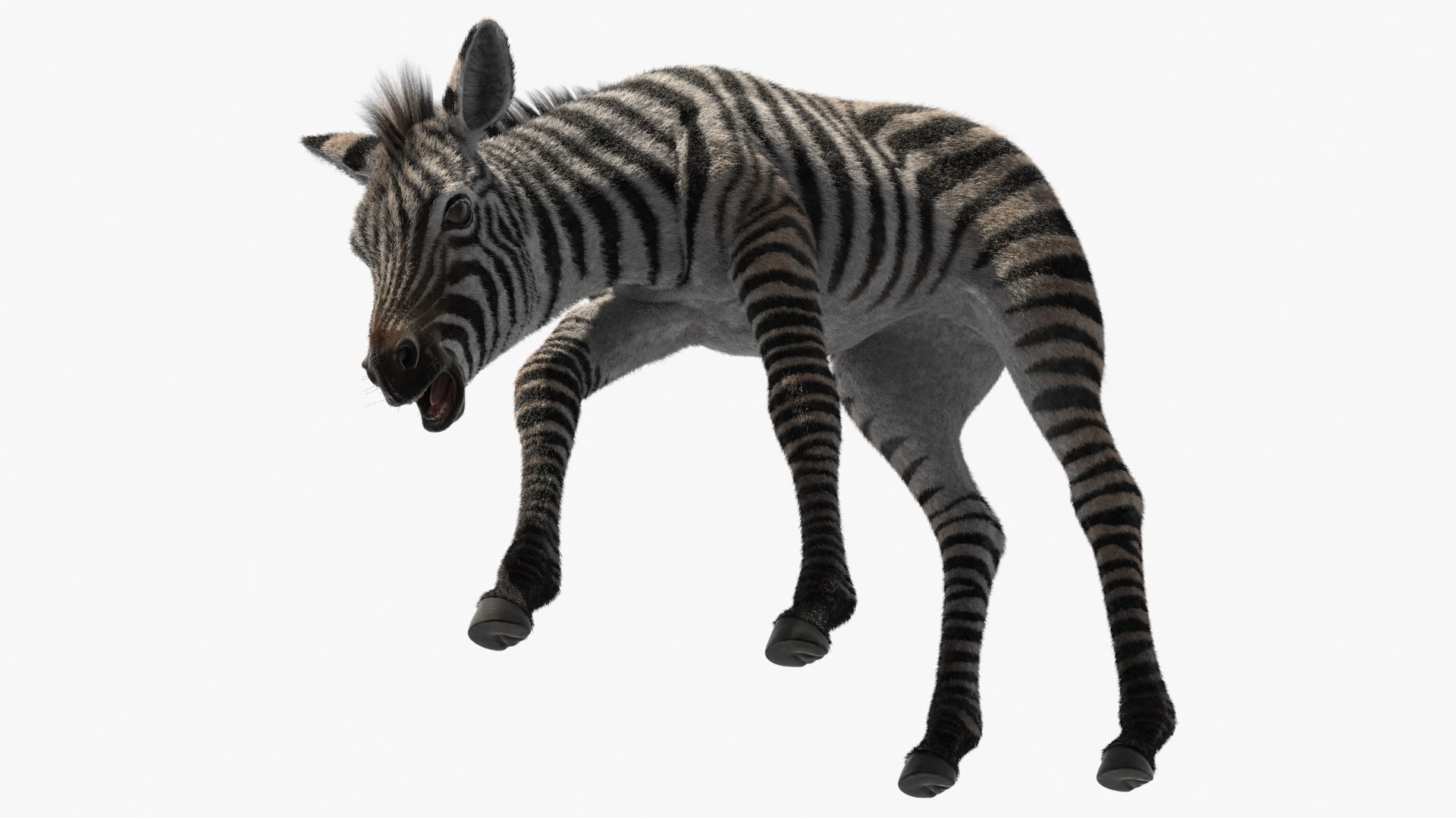 3D Young Zebra Eating Fur Model - TurboSquid 2366282