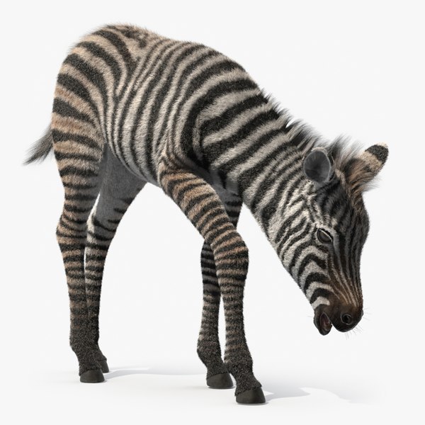 modelo 3d Cebra joven comiendo piel - TurboSquid 2366282