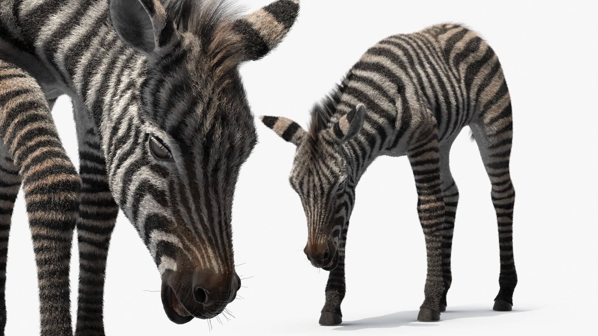 3D Young Zebra Eating Fur Model - TurboSquid 2366282