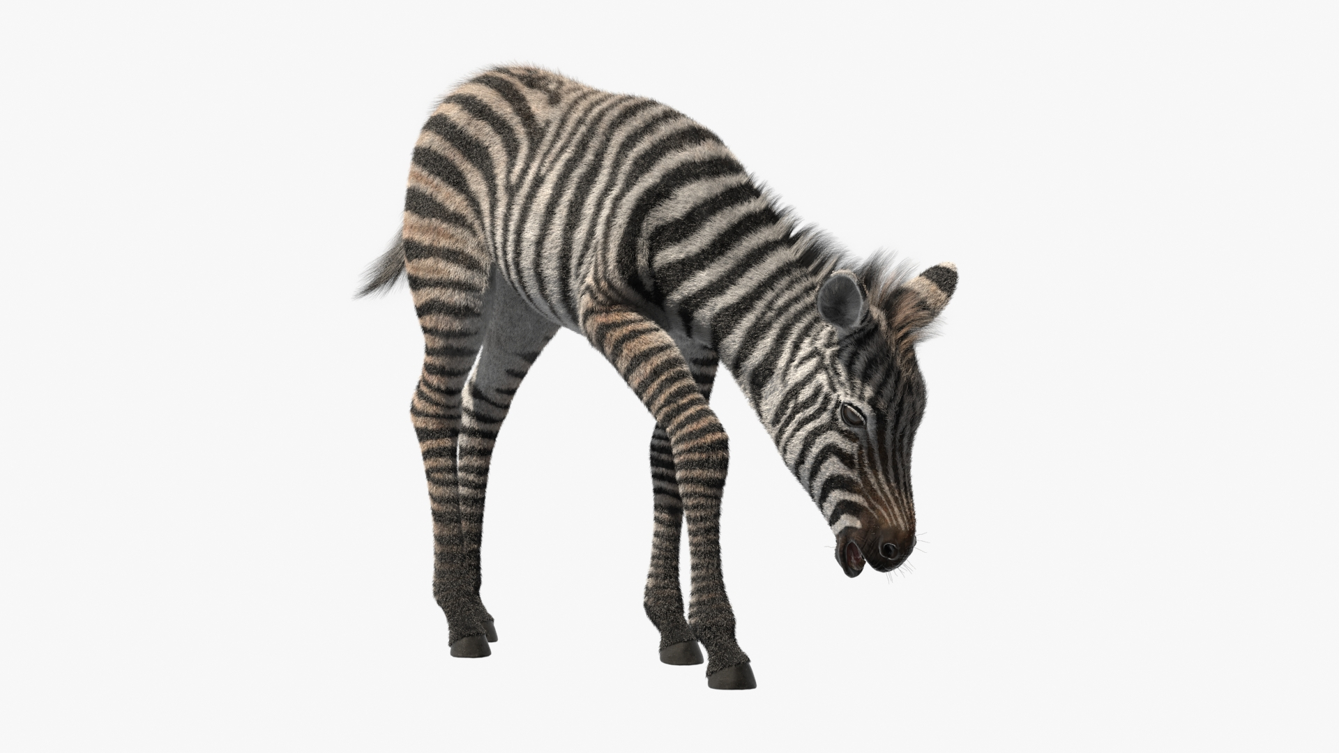 3D Young Zebra Eating Fur Model - TurboSquid 2366282