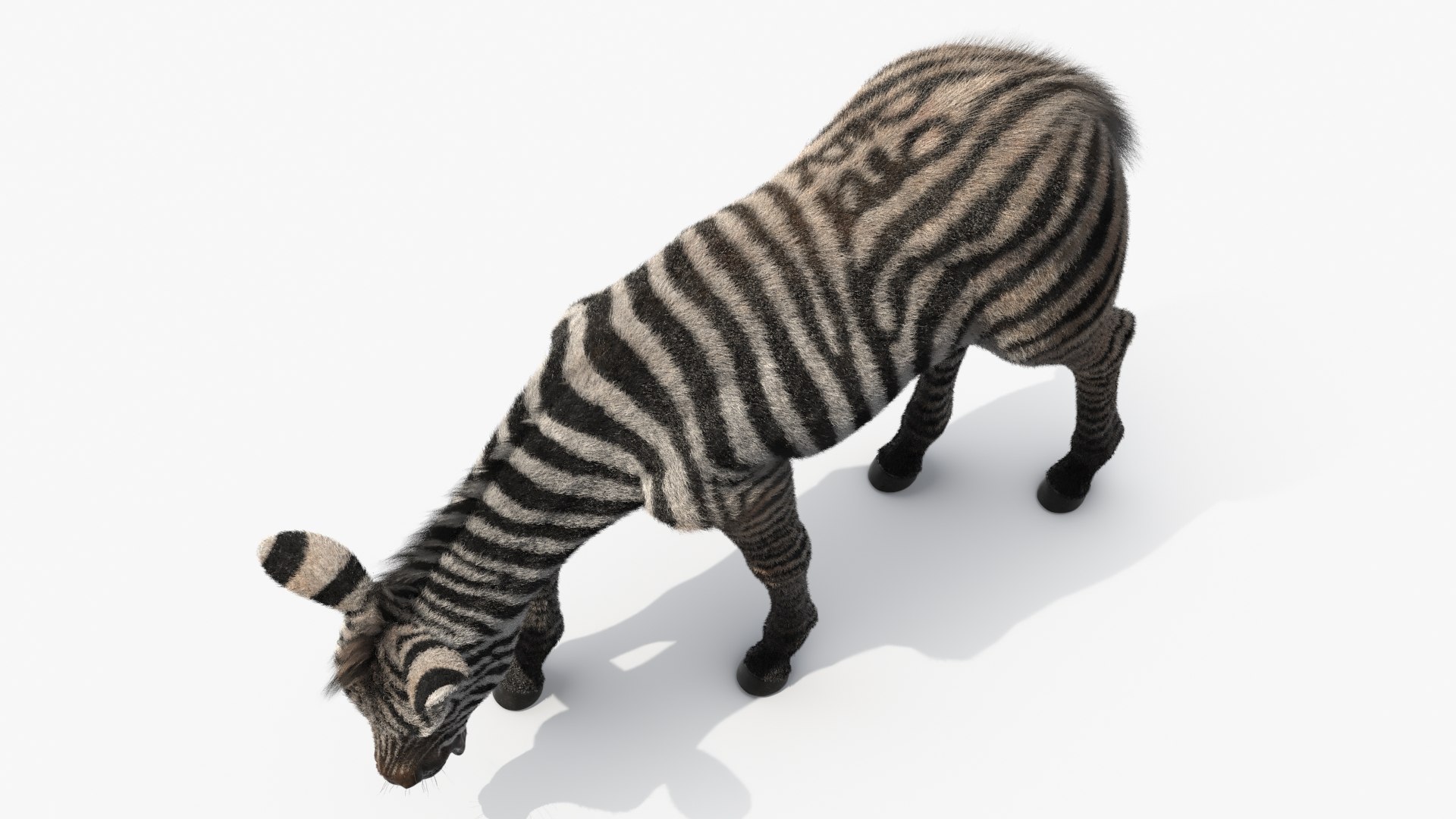 3D Young Zebra Eating Fur Model - TurboSquid 2366282